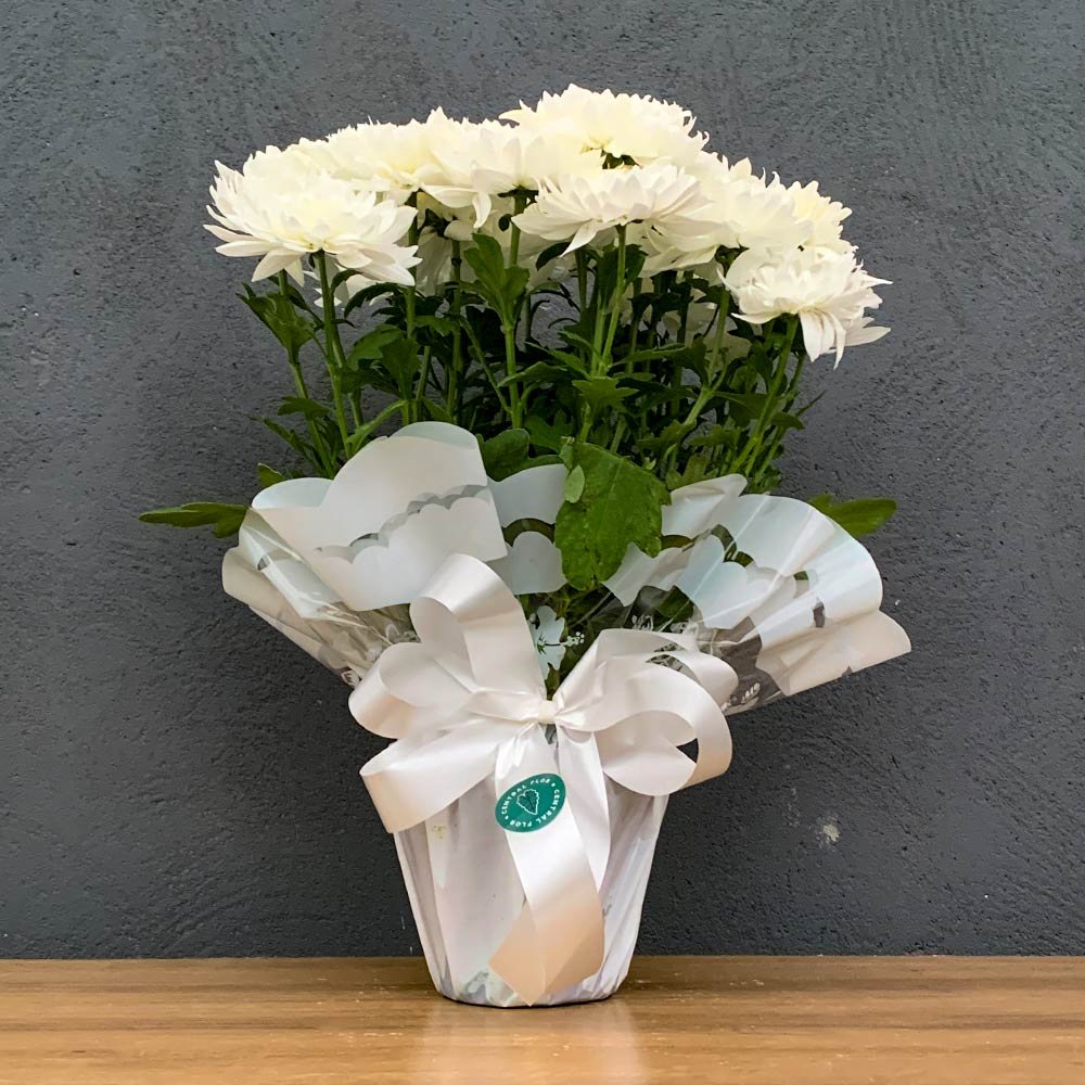 Crisântemo – Central Flor
