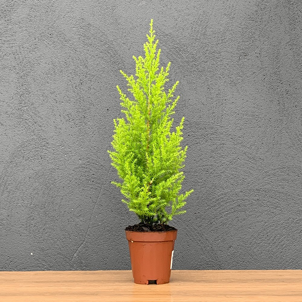 Tuia Holandesa P09 (40cm) – Central Flor